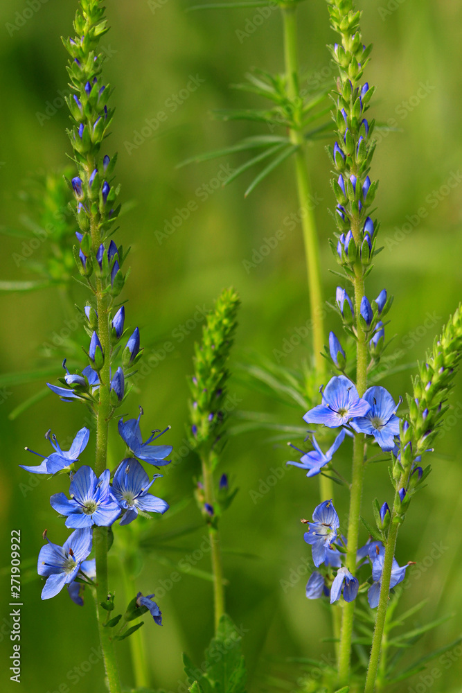 Großer Ehrenpreis (Veronica teucrium) Blüten Stock Photo | Adobe Stock