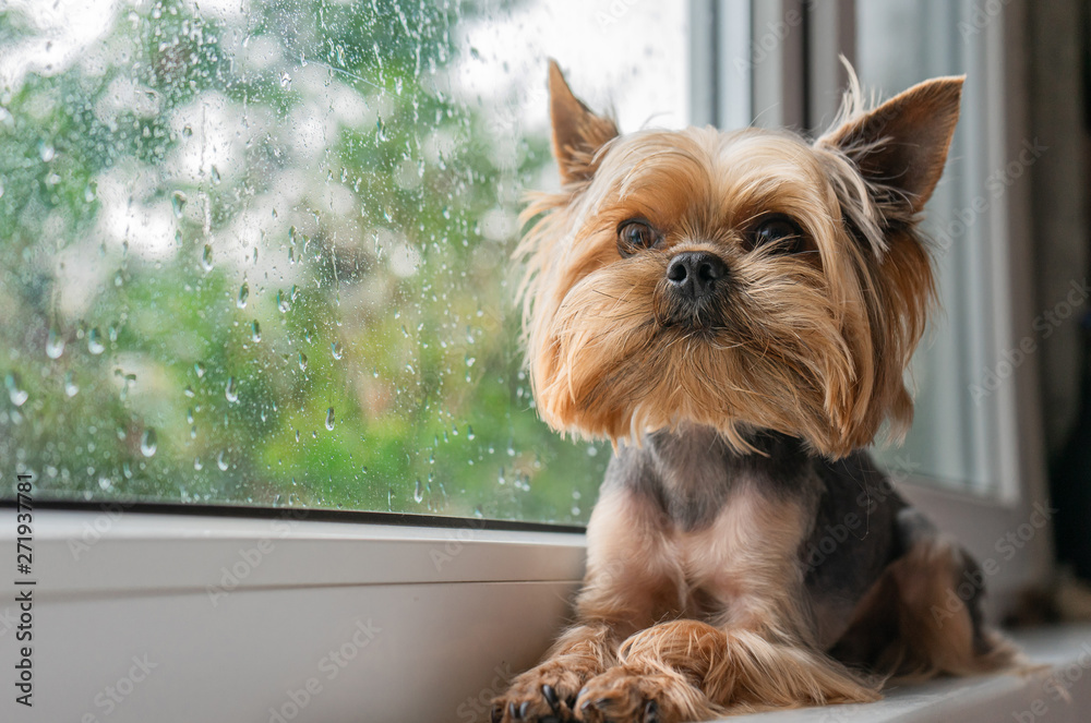 The dog looks out the window, the rain outside the window, the ...