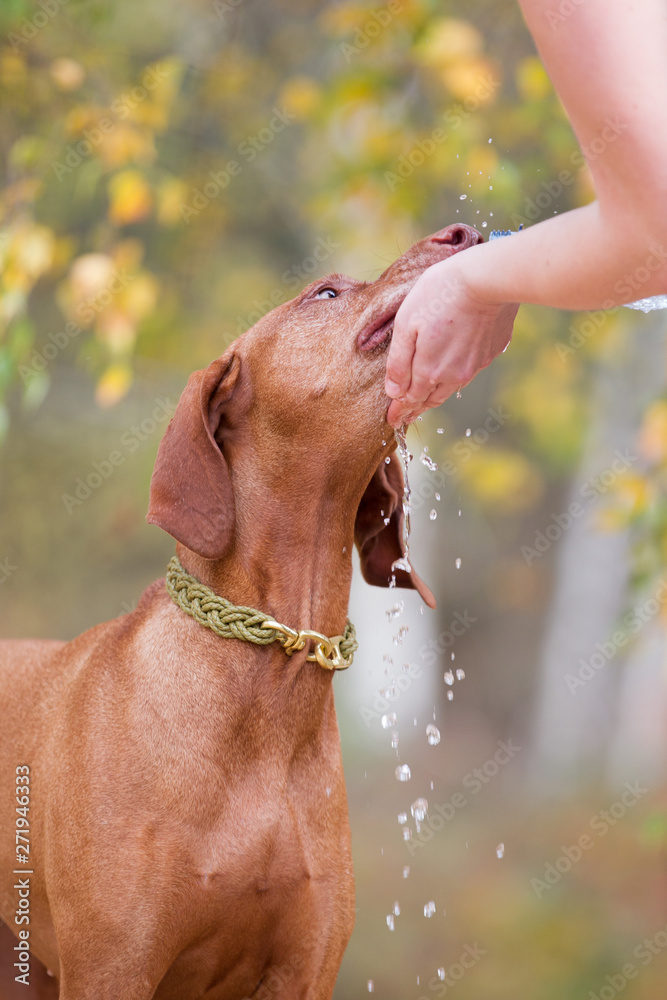 Halsband Hund Mit Wasser