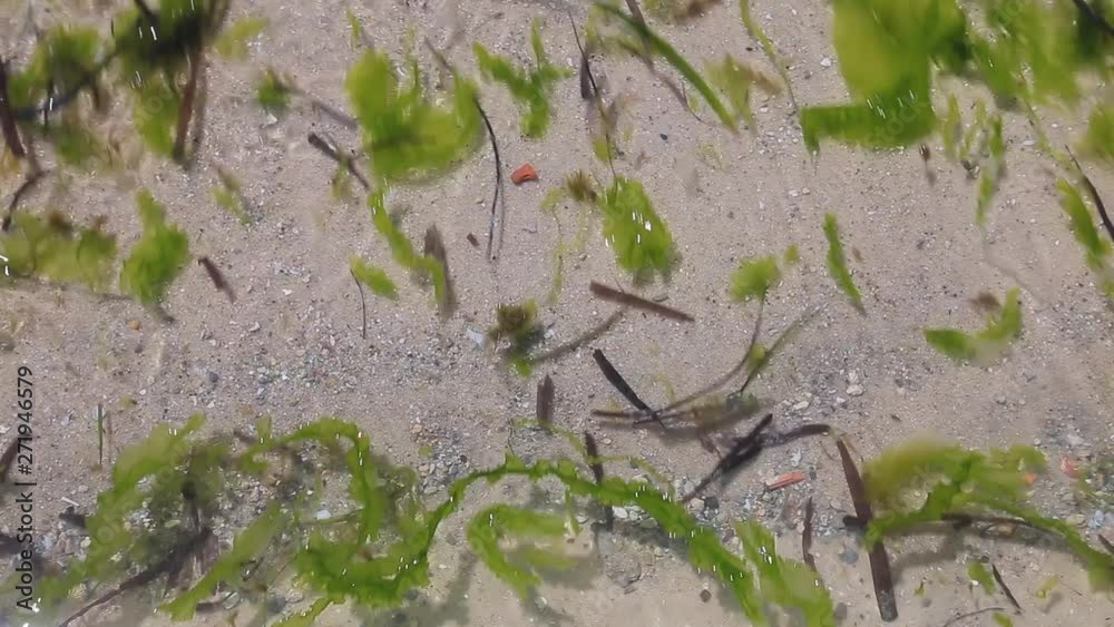 Many green seaweed floating underwater in transparent clear sunny water ...