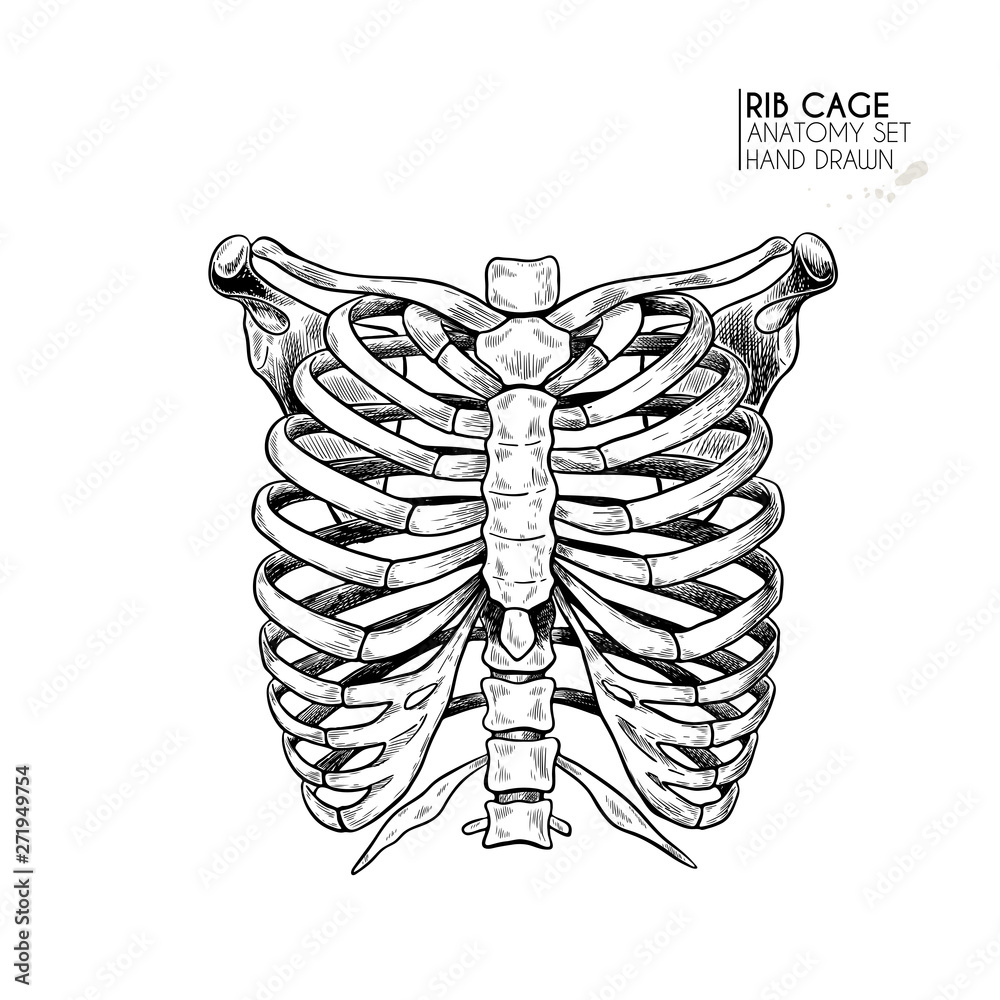 Hand drawn anatomy set. Vector human body parts, bones. Rib cage or ...