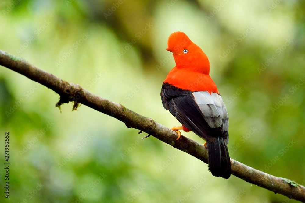 Andean cock-of-the-rock (Rupicola peruviana), Peruvian national bird ...