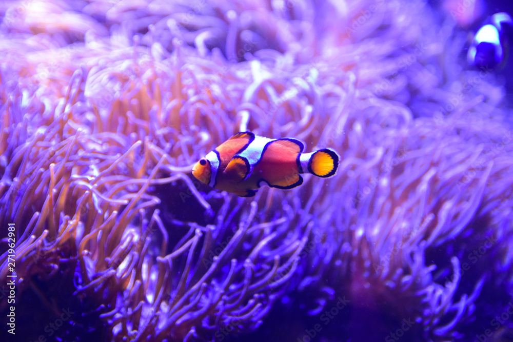 Coral Reef Clown Fish