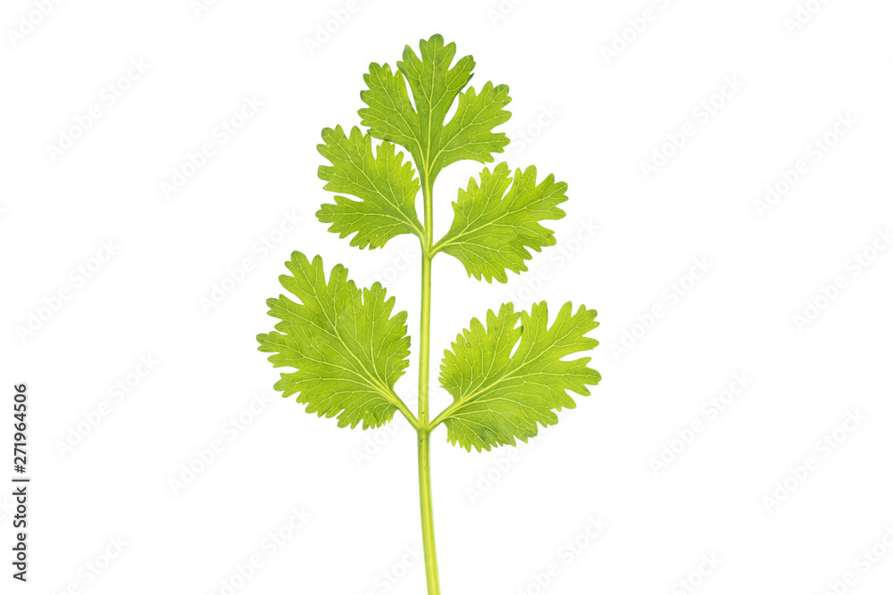 Coriander leaves or Coriandrum sativum A small herbaceous plant in the ...