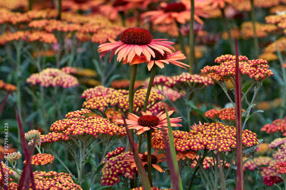 Detail of flower border with Echinacea 'Sunset' and Achillea 'Walther ...