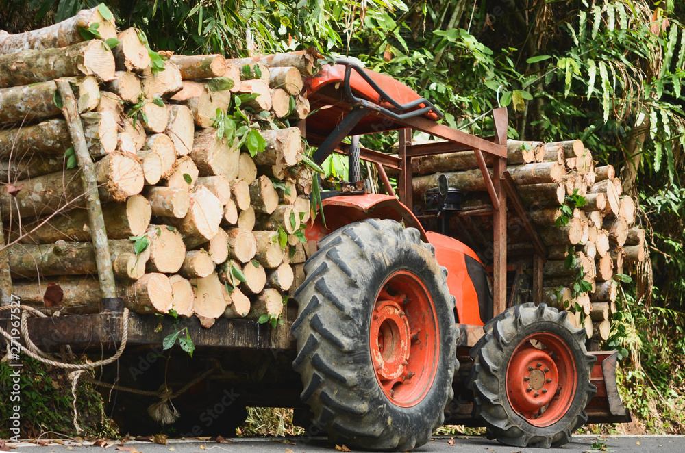 Orange tractor JCB or Truck loading wood in the forest,Fresh wooden ...