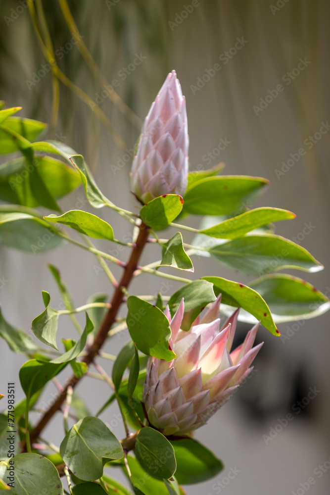 South African National Flower