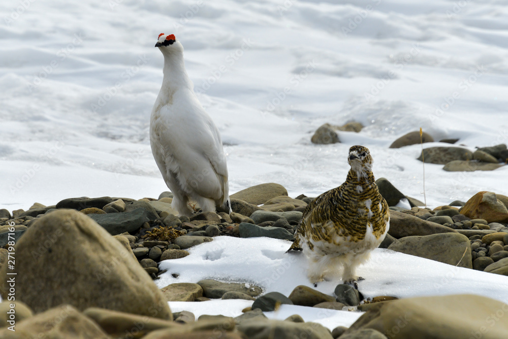 Lagopède alpin, male et femelle, .Lagopus muta, Rock Ptarmigan Stock ...