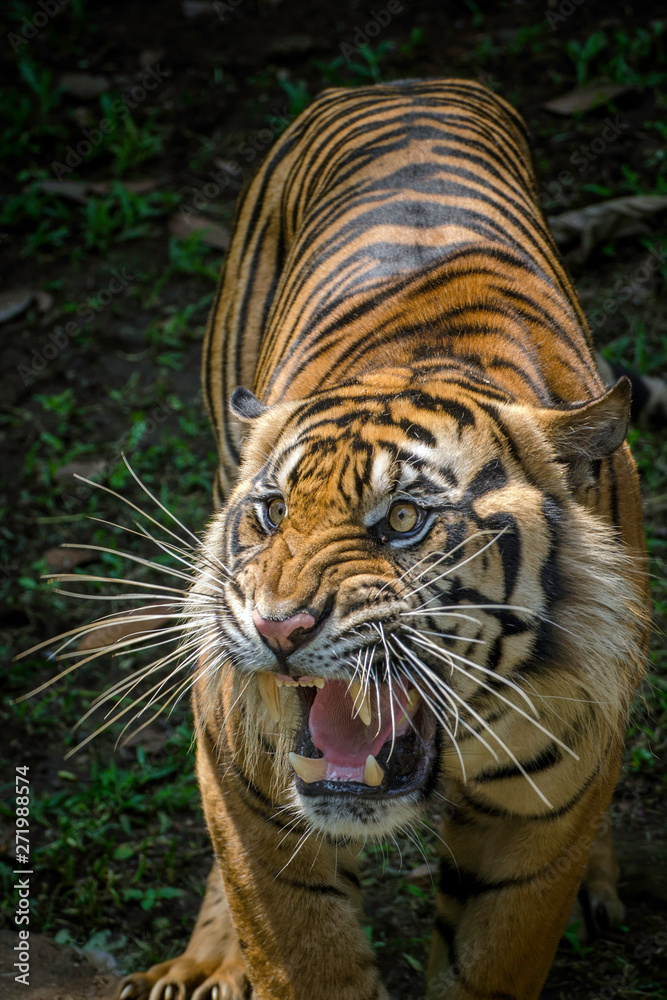 Tiger Growling Face