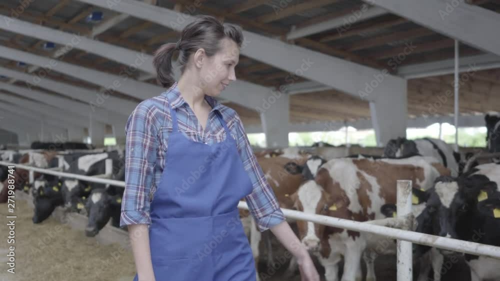 Portrait girl farmer makes inspection of the farm with calves and cows ...