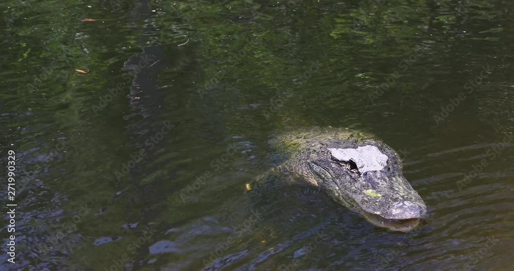 Florida Everglades Alligator watching in swamp river. Everglade ...