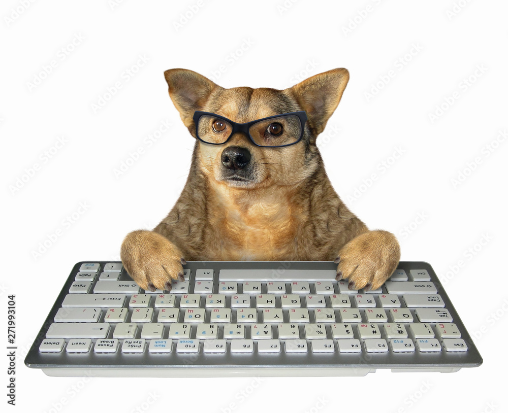 The dog in glasses presses the keys of a computer mechanical keyboard ...