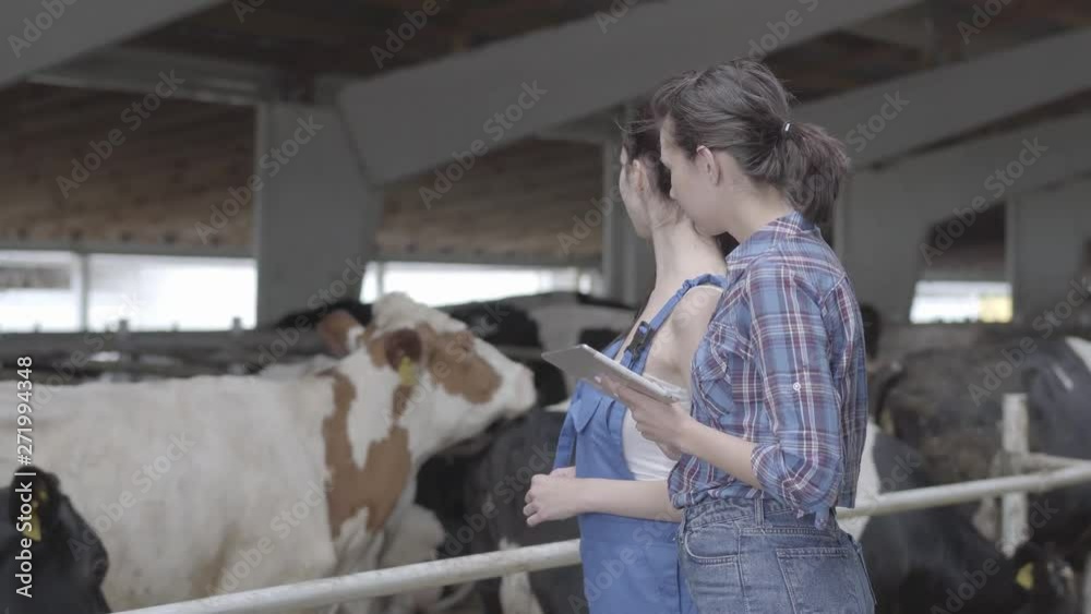 Portrait two girls farmers making a tour of the barn with cows on the ...