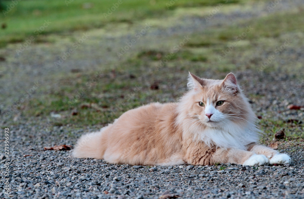Red Norwegian Forest Cat
