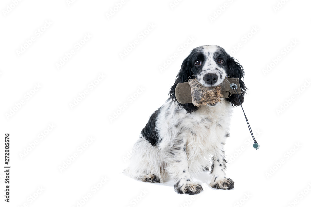 English Cocker Spaniel Hunting