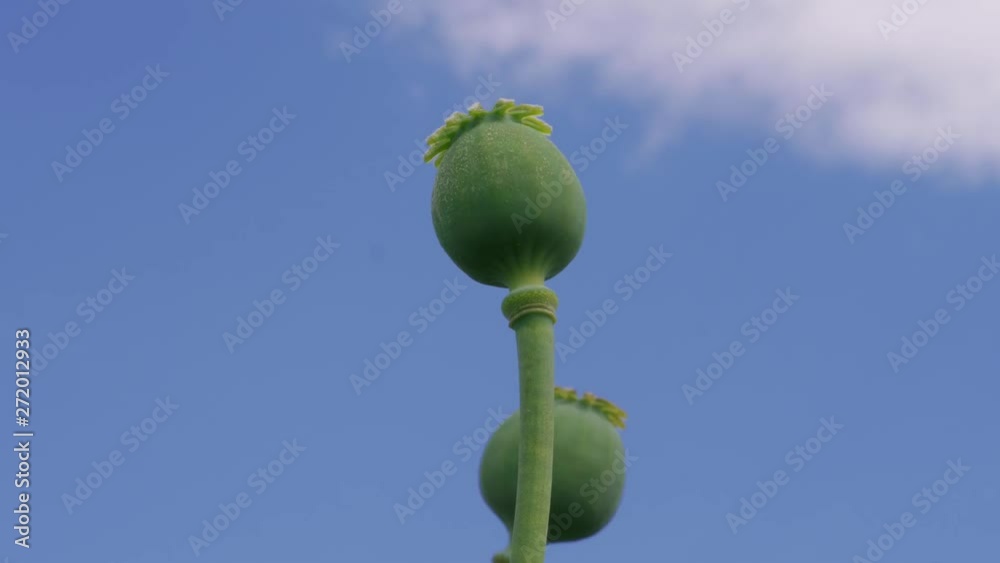 Video Stock Unripe poppy capsules against blue sky with white clouds at ...