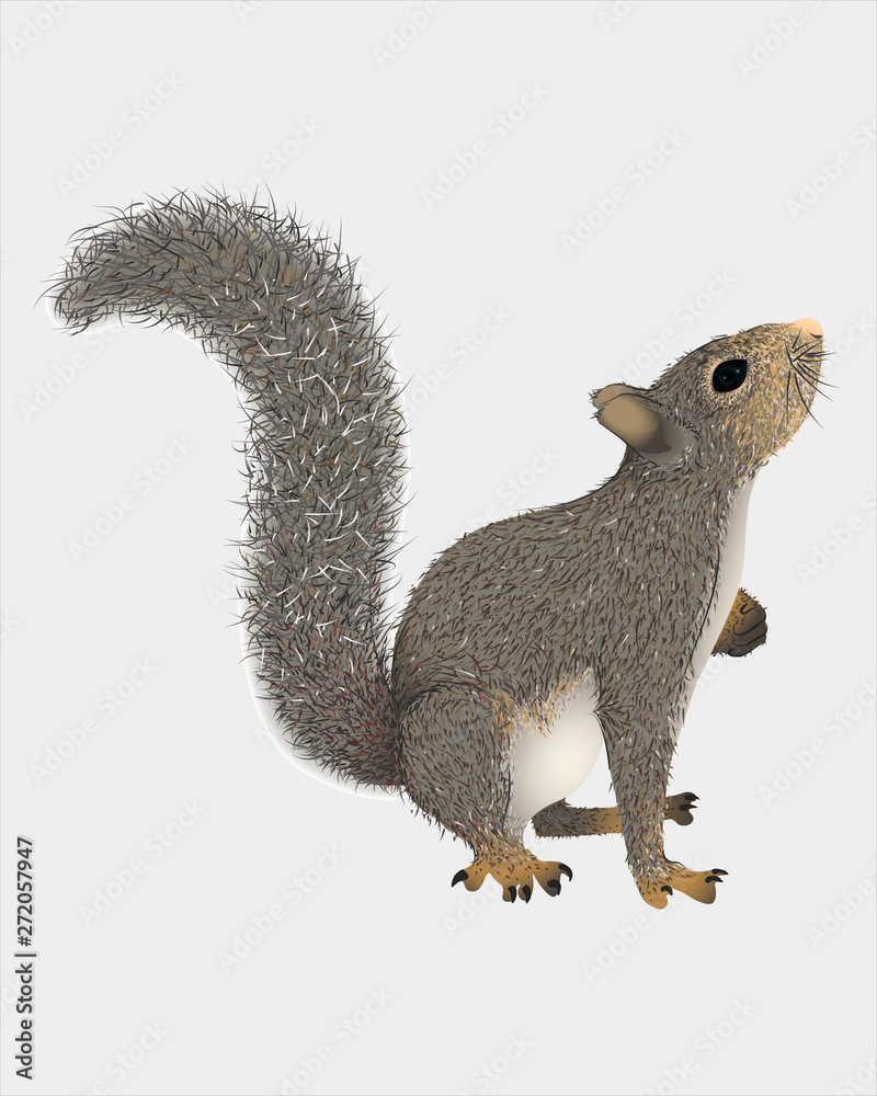 Realistic squirrel with a fluffy tail that looks up. Vector ...
