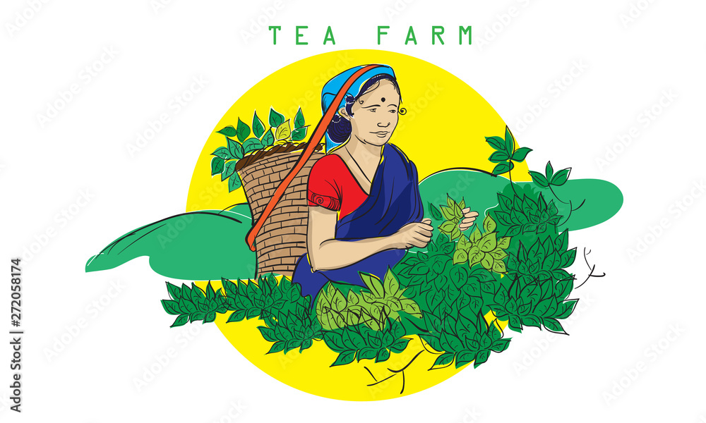tea farm kerala vector illustration Stock Vector | Adobe Stock
