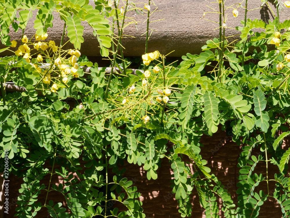 Kassod tree (Senna siamea) or Siamese cassia. Edible leaves, pods and ...