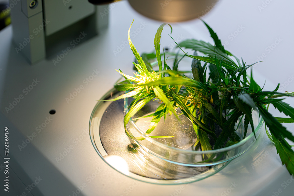 Study Structure of Marijuana leaves, Powder of Cannabis (Drugs) on a ...