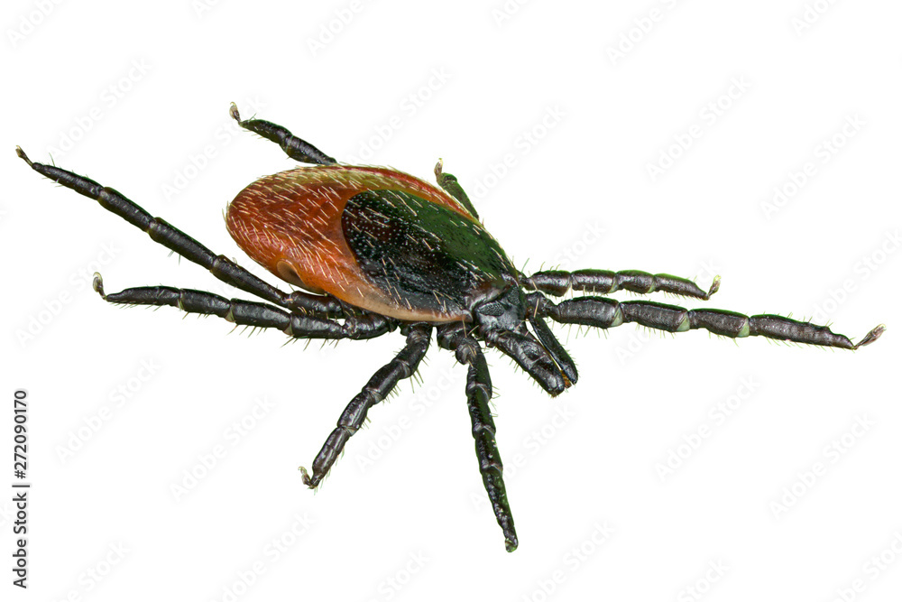 Portrait einer Weibliche Zecke im Detail, Detailed portrait of a female ...