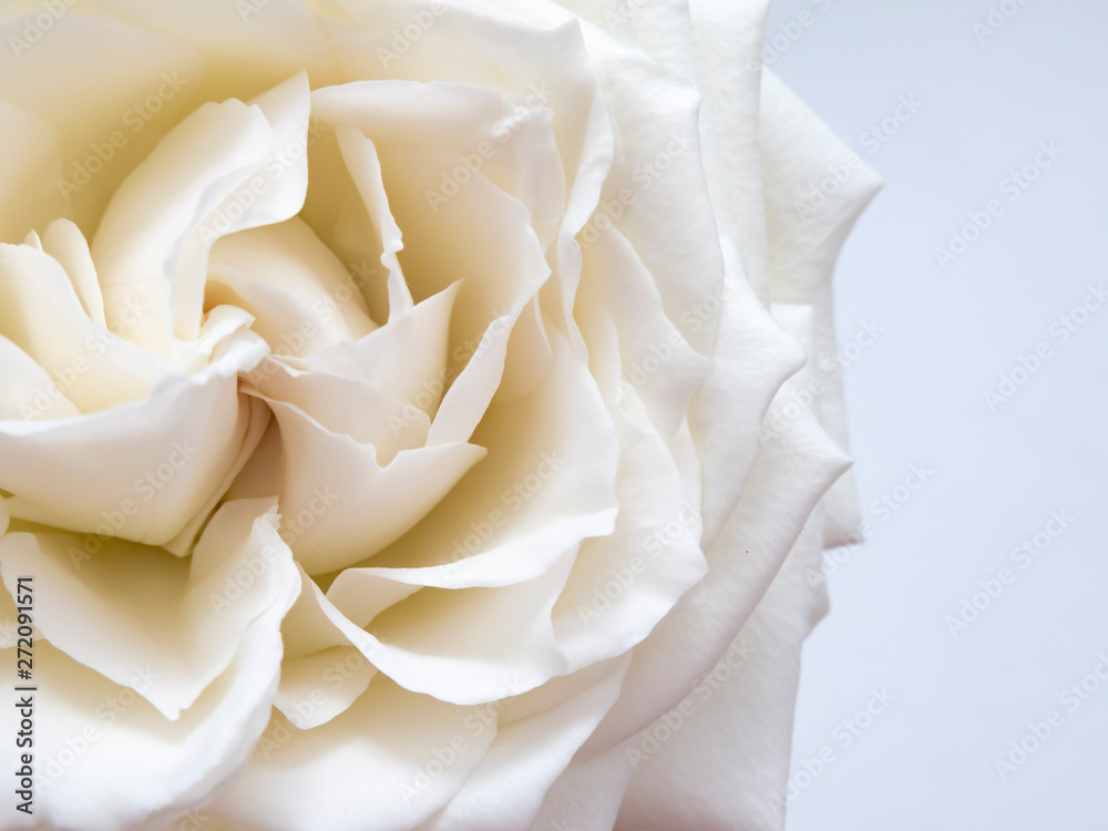 White rose in top view, with details. Symbol of romance, love, peace ...