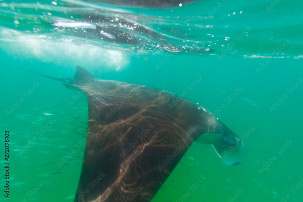 MANTARRAYA O MANTA GIGANTE - MANTA RAY (Manta birostris), Isla de ...