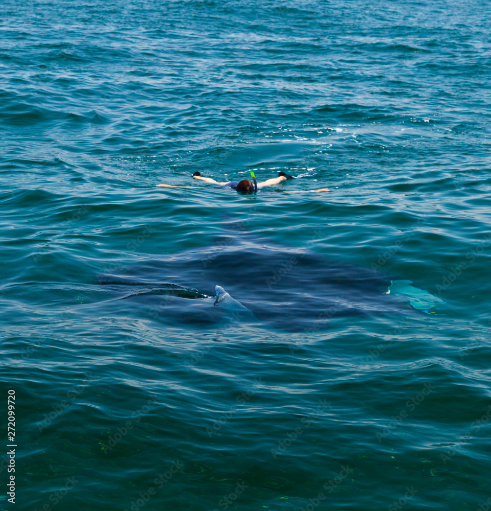 MANTARRAYA O MANTA GIGANTE - MANTA RAY (Manta birostris), Isla de ...
