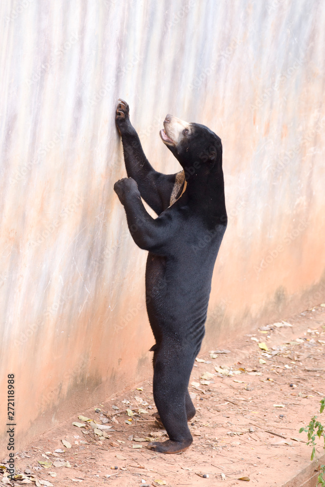 Malayan sun bear are walking relax on the rock. Stock Photo | Adobe Stock