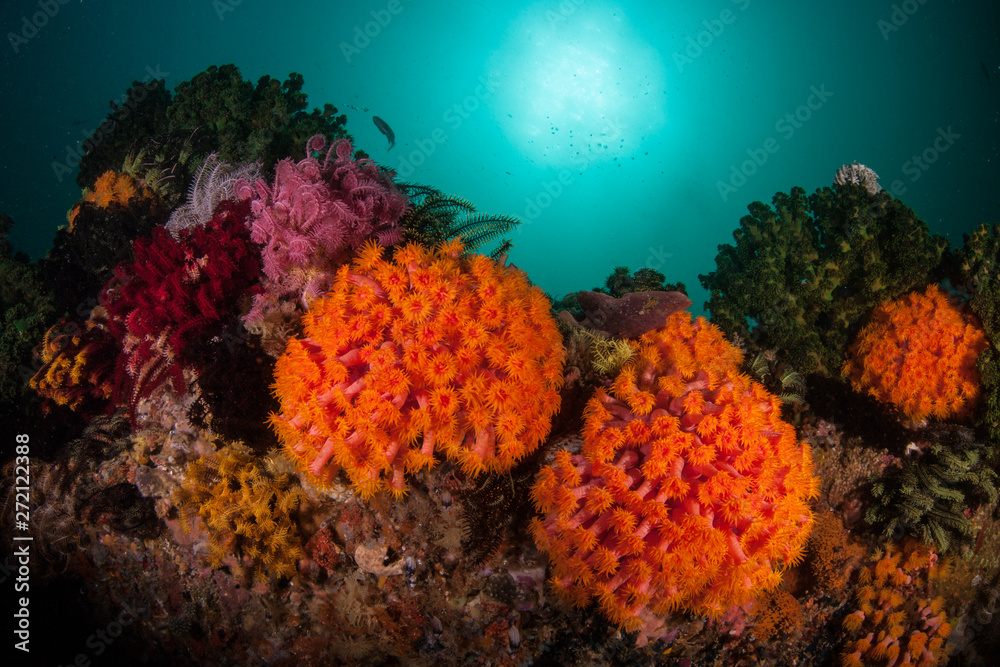 Colorful Tubastrea corals and other invertebrates cover a reef in ...