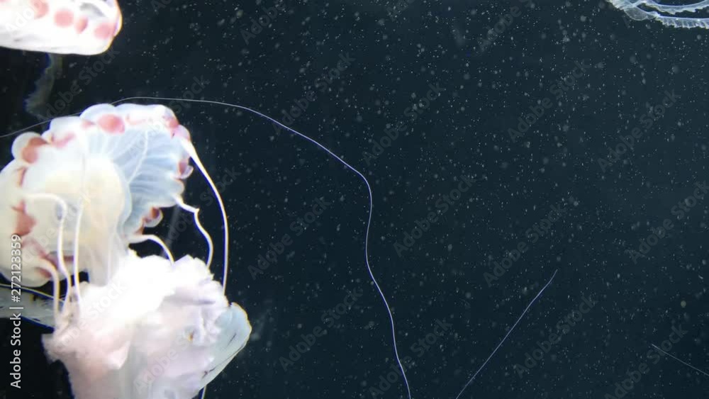 Chrysaora hysoscella also known as compass jellyfish. It is a true ...