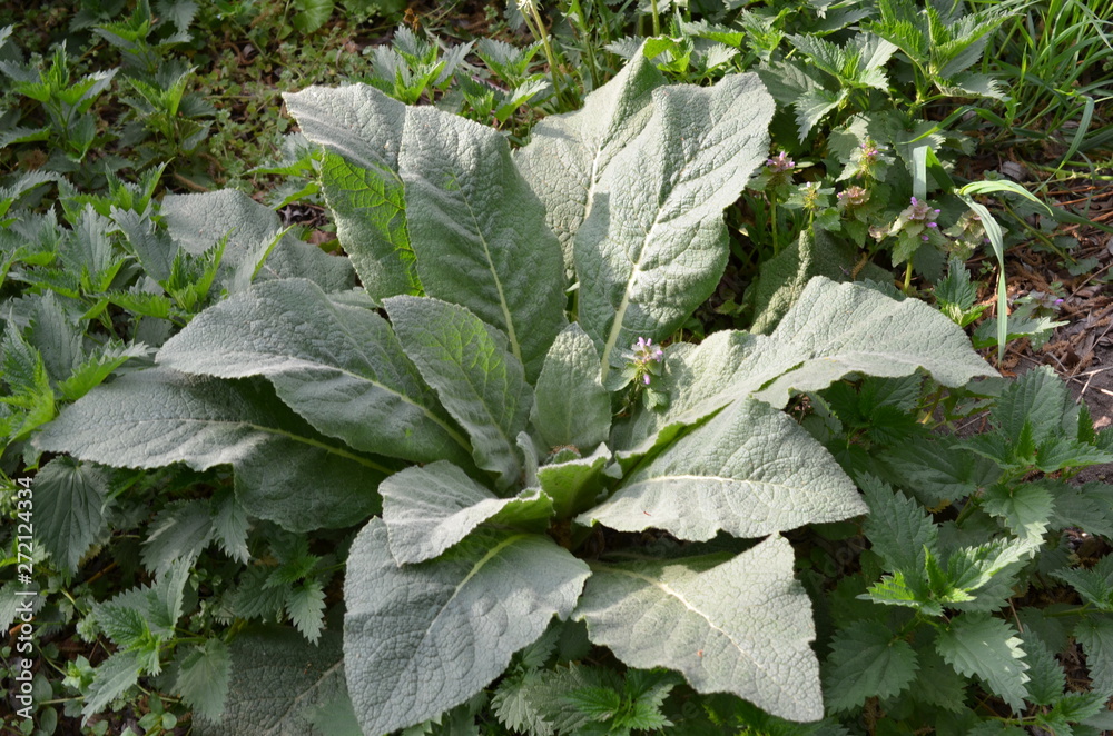 Dziewanna drobnokwiatowa, rozeta lisciowa, Verbascum thapsus Stock ...