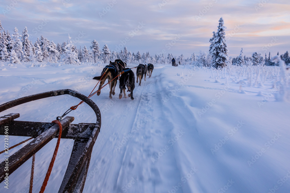 Trineo de perros de nieve en Laponia Stock Photo | Adobe Stock