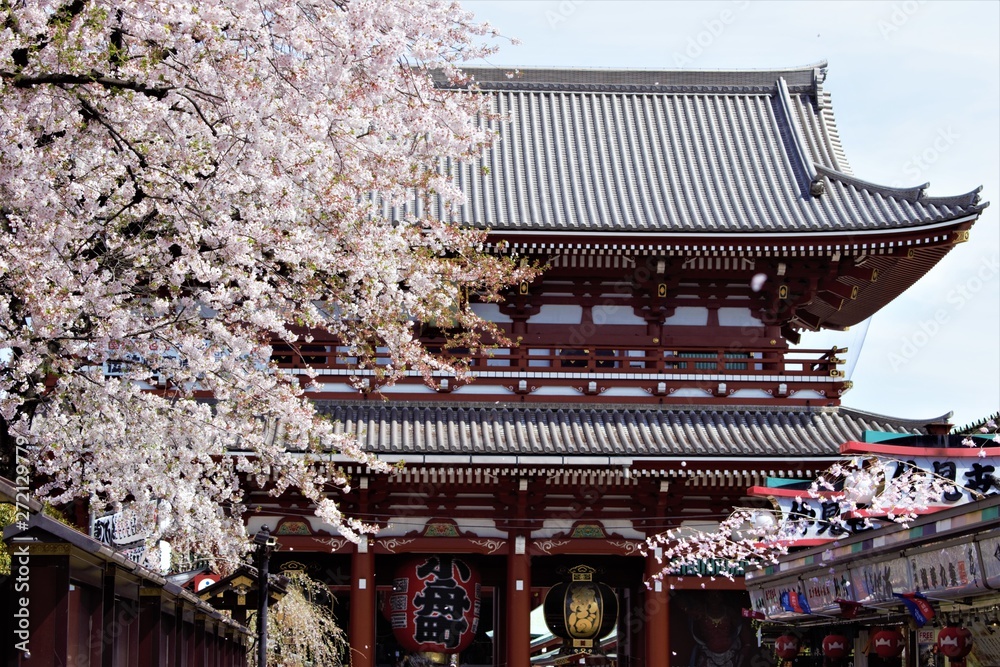 Foto de Sakura cherry blossom during Hanami time in front of Hozomon ...
