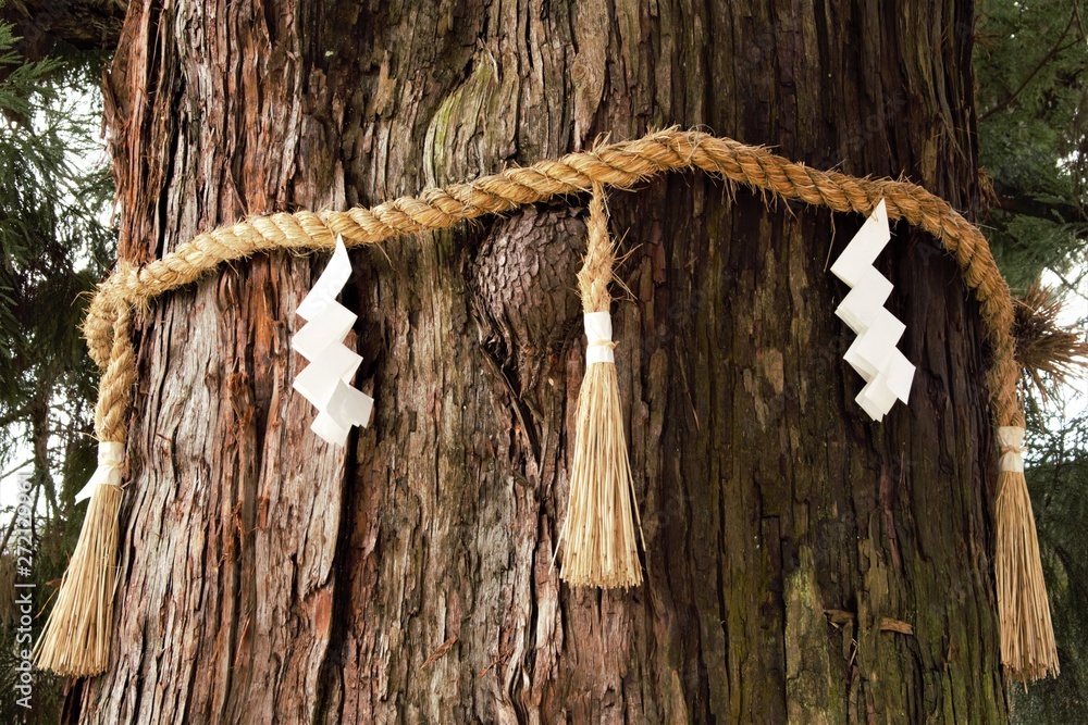 Shide on Shimenawa around a Yorishiro tree at Kasuga-taisha Shinto ...
