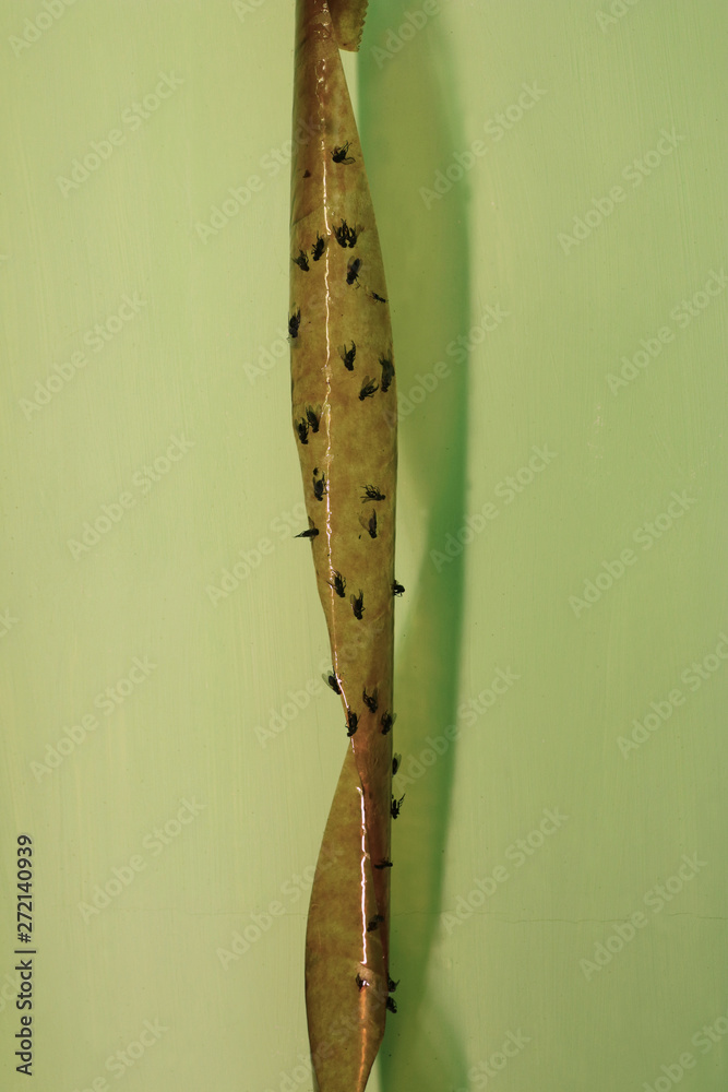 Sticky flypaper with glued flies. Trap for flies or fly-killing device ...