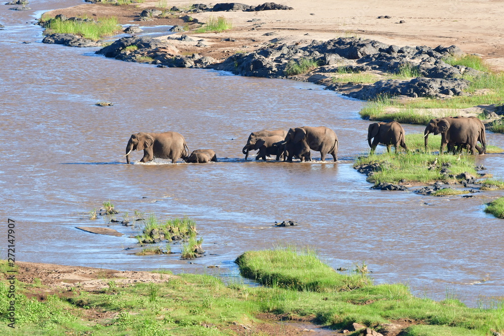 elephant family crossing Olifants river in Mpumalanga region in South ...