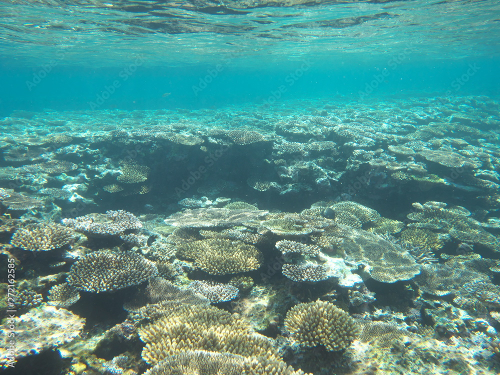 Okinawa,Japan-May 31, 2019: Coral Reef near Barasu island north of ...