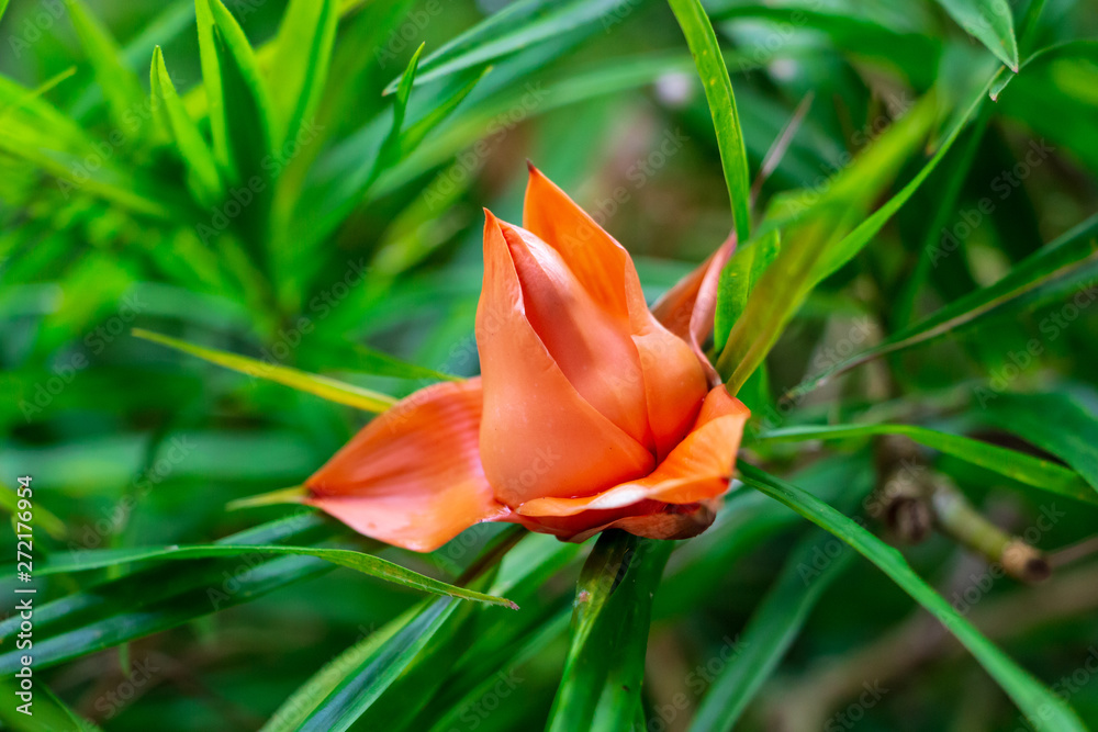 Climbing pandanus (Freycinetia multiflora) orange flower - Florida, USA ...