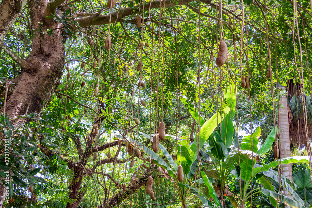 Sausage Tree In The Rainforest