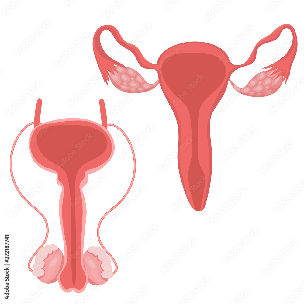 Vetor de Female and male reproductive systems. Vector set. Illustrations isolated on white ...