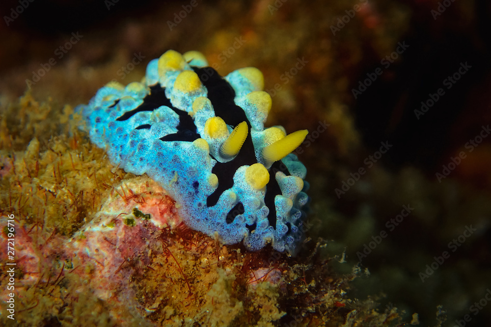 Yellow Sea Slug