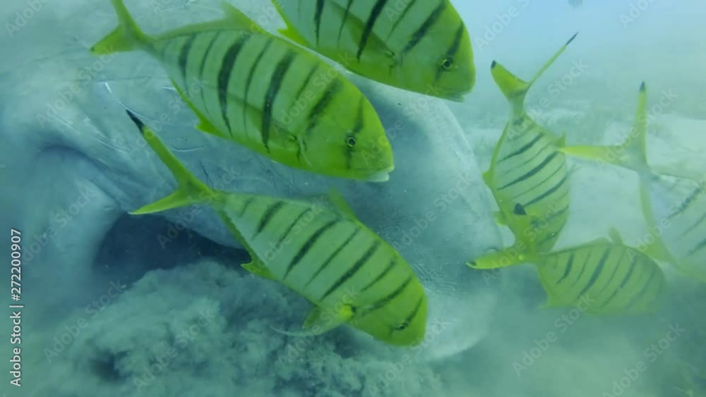 Portrait of Sea Cow (Dugong dugon) who greedily eats sea grass at ...