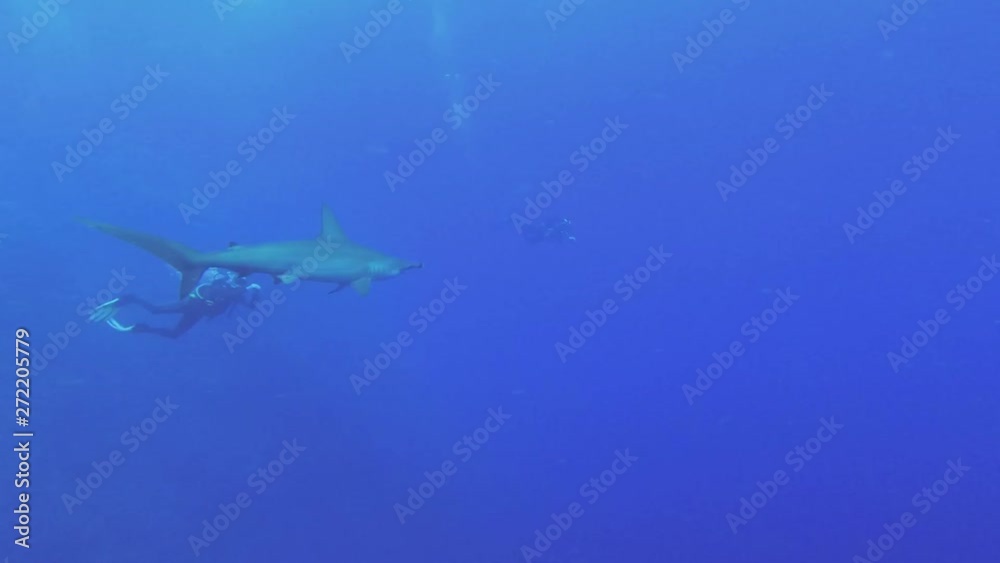 Hammerhead Shark slowly swim in the blue water, two scuba divers ...