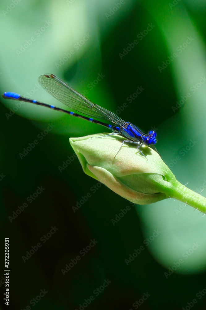 Blue Dragon Fly Stock Photo | Adobe Stock