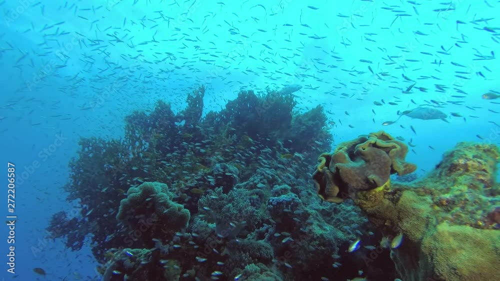 Panic small fish on coral reef. Trevally preys on glassfish atop a ...