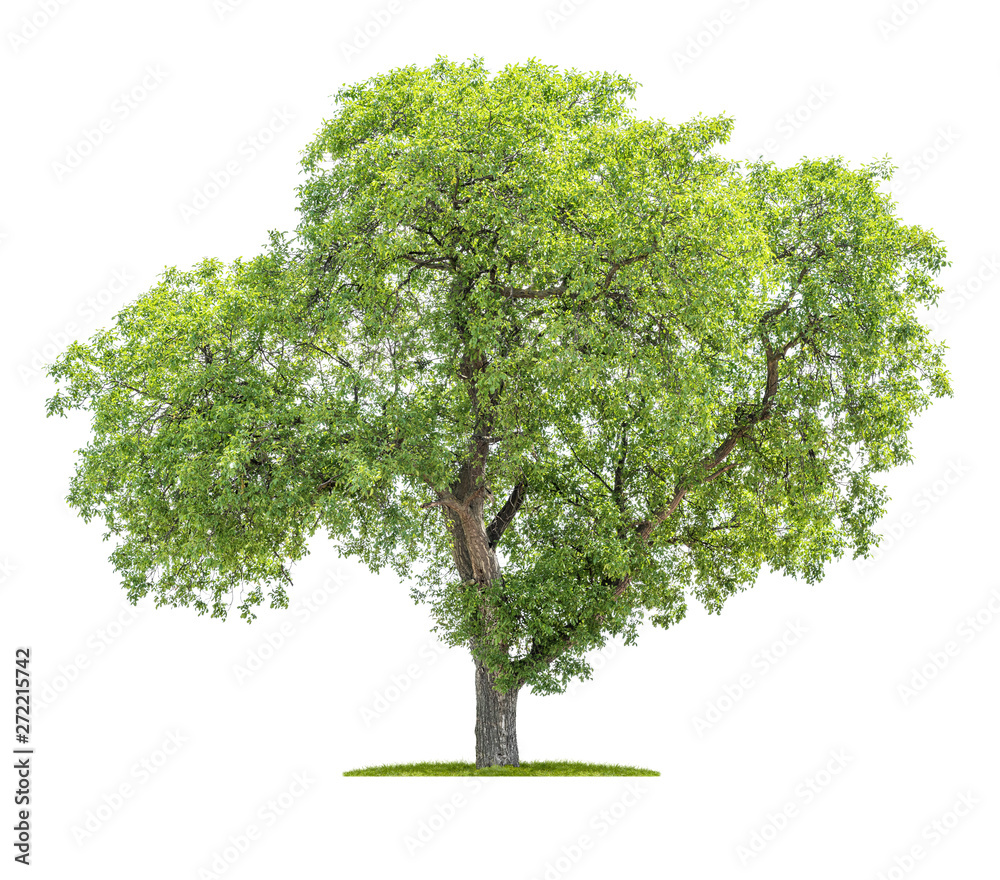 Photo Isolated tree on a white background - Juglans regia - Walnut tree ...