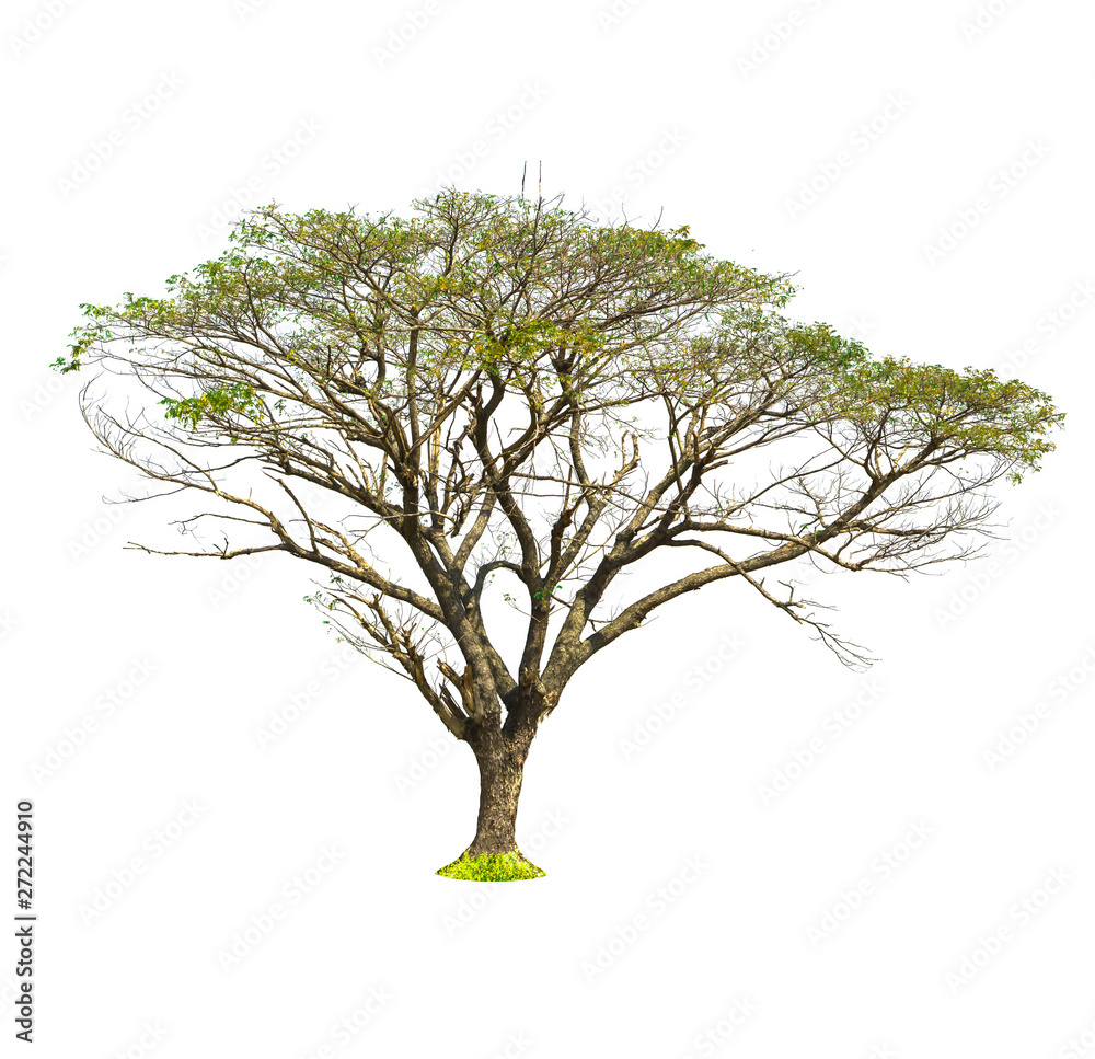 Samanea saman Tree isolated on white background. Stock Photo | Adobe Stock