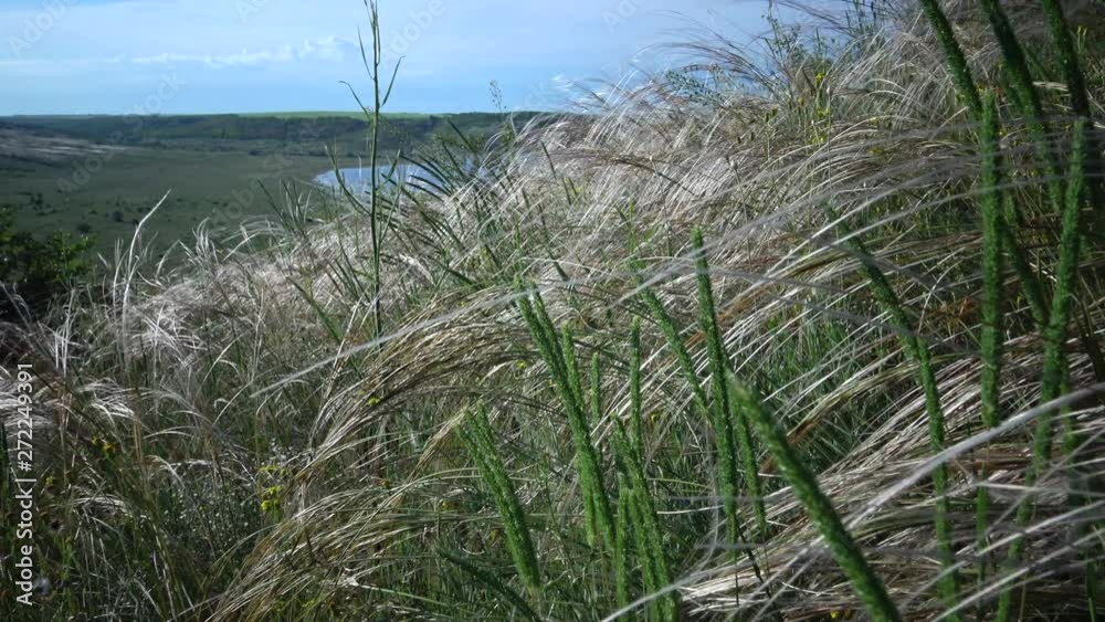 Stipa lessingiana (Needle Grass, Long grass) fluttering in the wind in ...