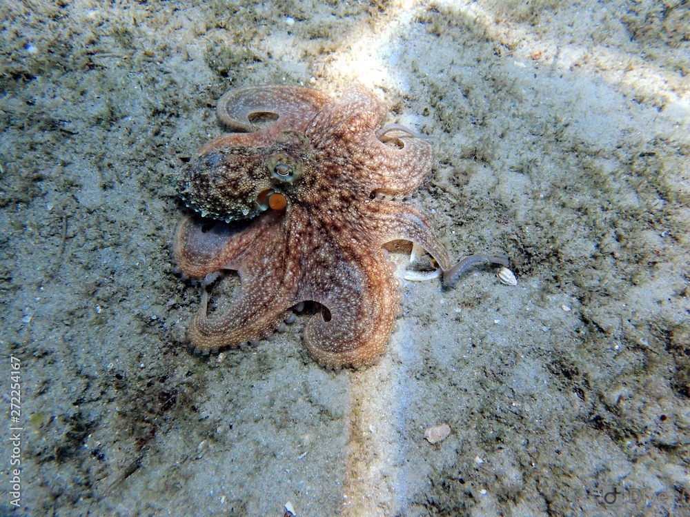 Octopus on the floor of the ocean. The octopus is a soft-bodied, eight ...